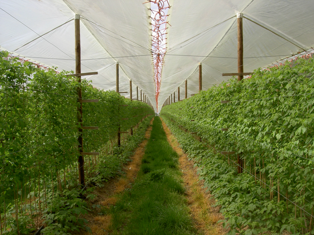 System Standard :: Frustar