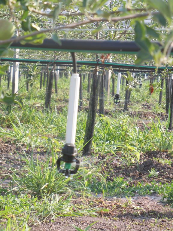 Irrigation with mini sprinkler :: Frustar