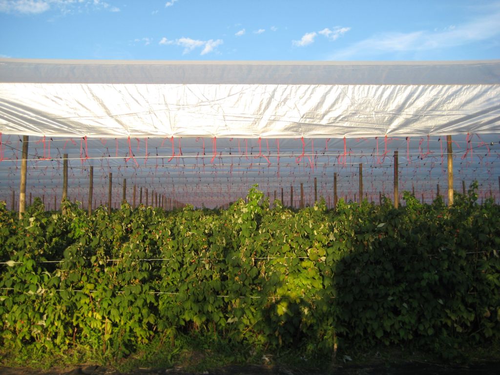 System Standard :: Frustar